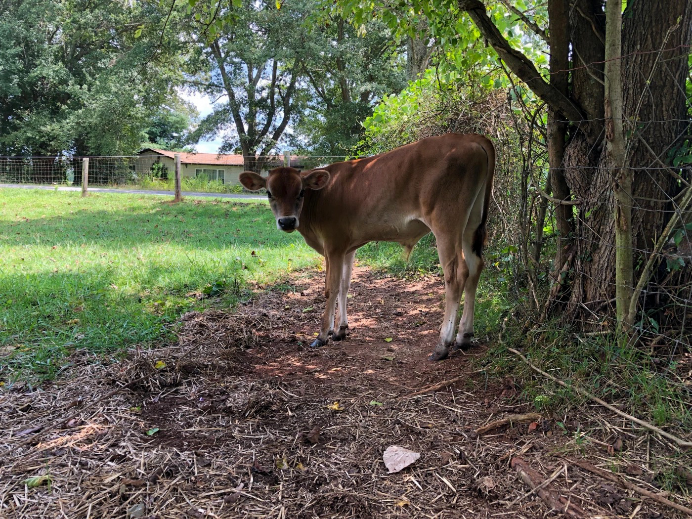 Once Upon a Cow Micro Dairy – Asheville Dairy